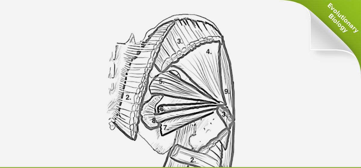 A Summary of Hip Abduction Muscles – KevinRoot Medical